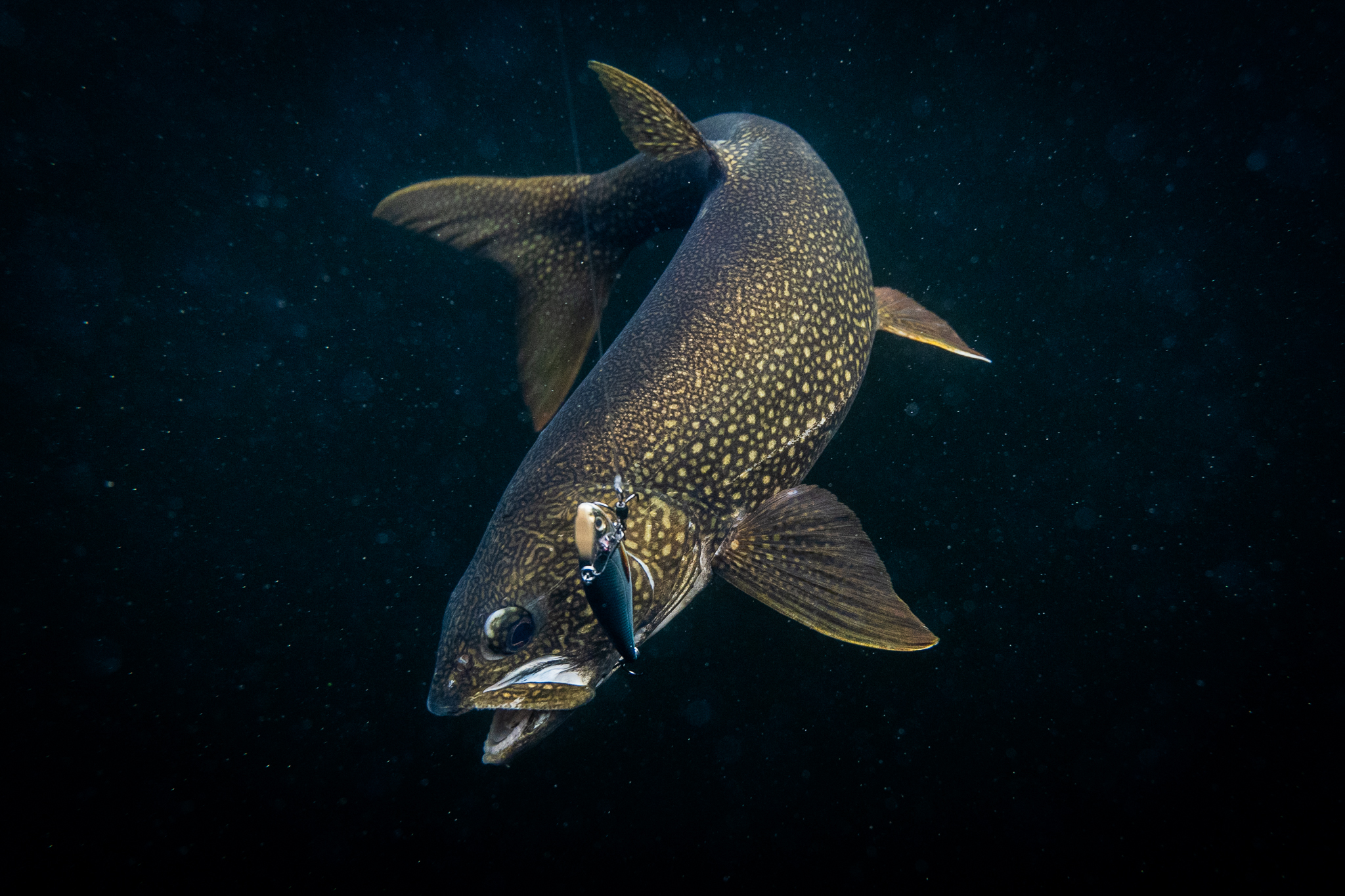 Tazin Lake Lodge – Trophy Lake Trout and Pike Fishing in Saskatchewan