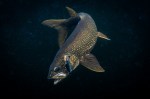 Tazin Lake Lodge – Trophy Lake Trout and Pike Fishing in Saskatchewan