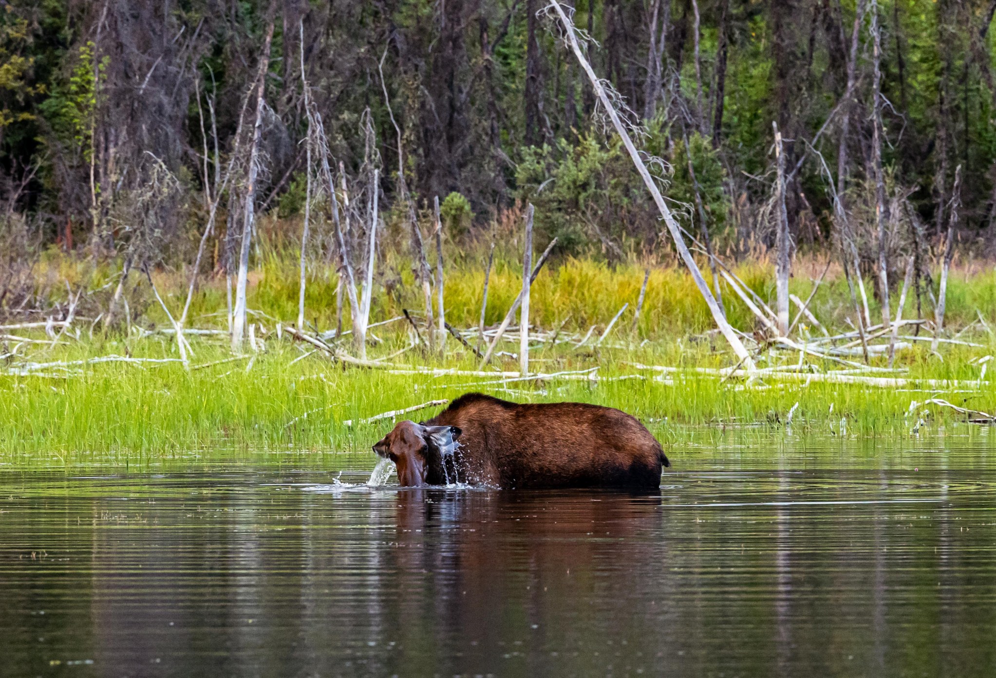 Tazin Lake Lodge – Trophy Lake Trout and Pike Fishing in Saskatchewan